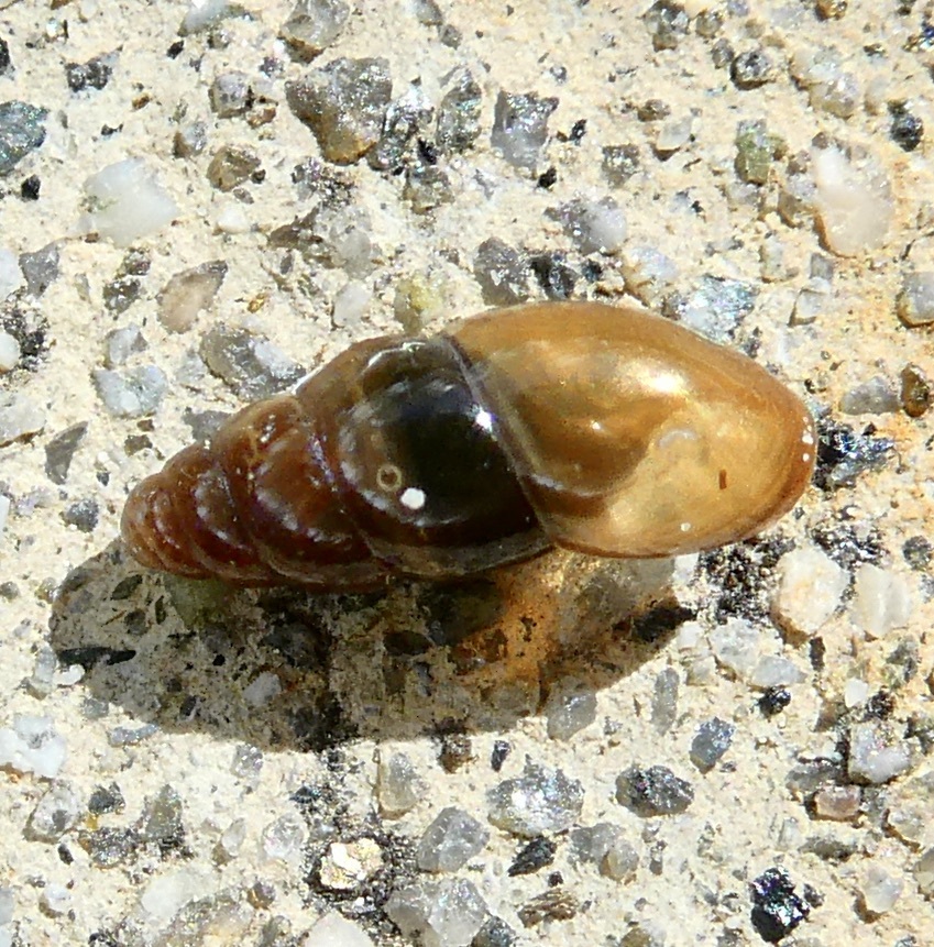 Cochlicopa A.Férussac, 1821