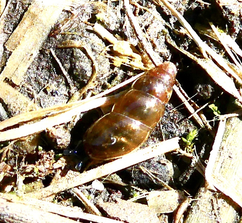 Cochlicopa A.Férussac, 1821