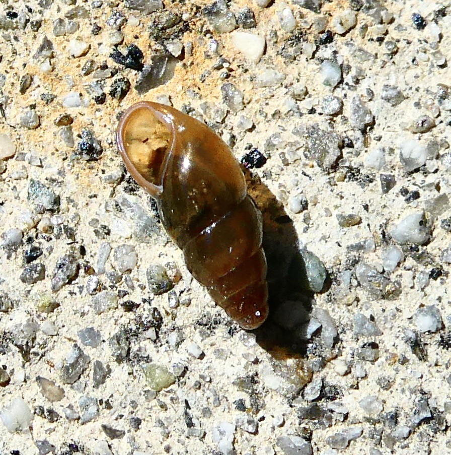 Cochlicopa A.Férussac, 1821