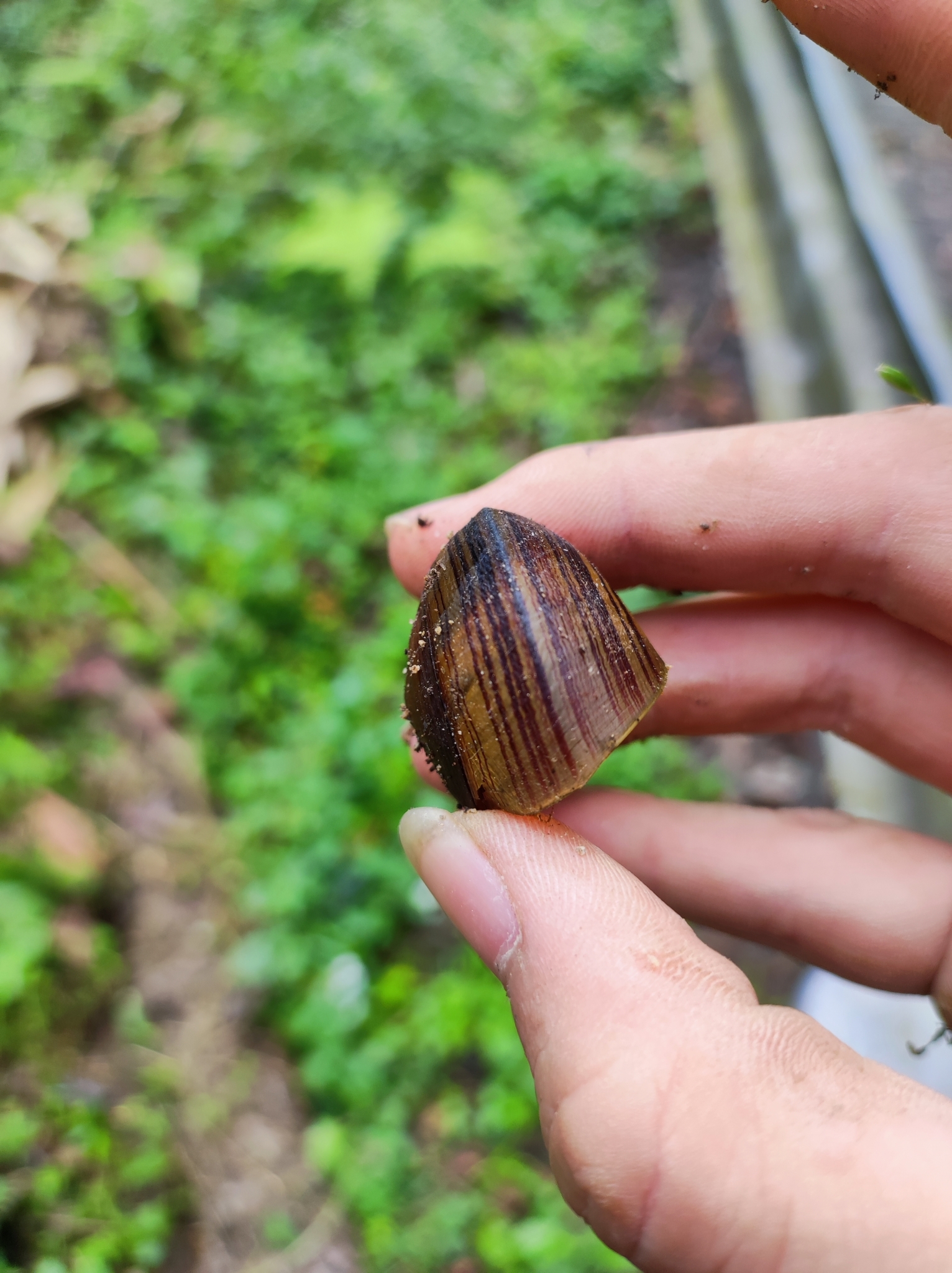 Camaena hainanensis (H.Adams, 1870)