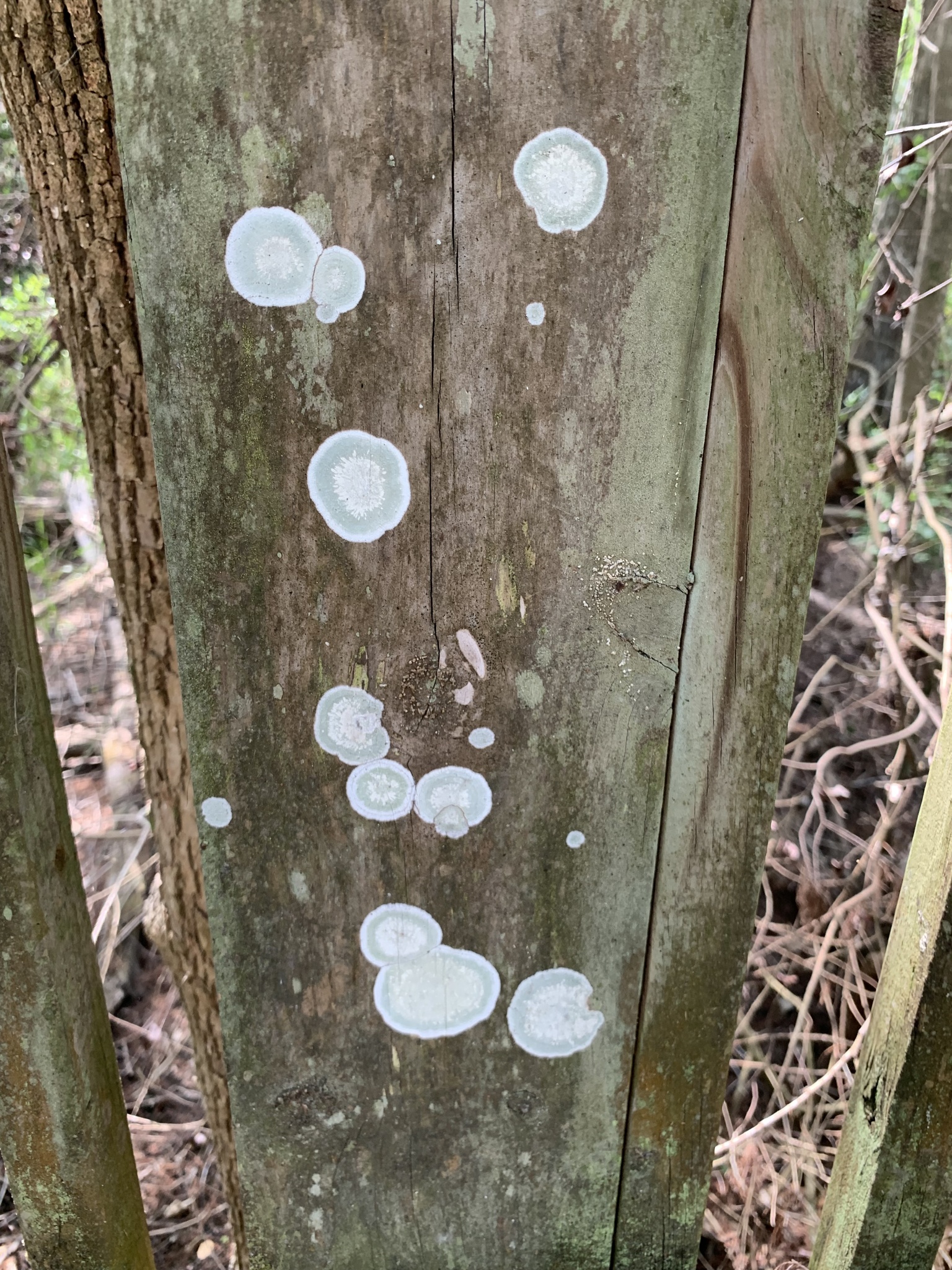 Cryptothecia striata G.Thor