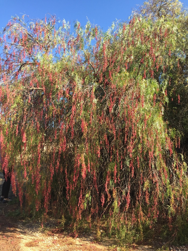 Peruvian Pepper Tree from Nullarbor Regional Reserve, Nullarbor, SA, AU ...