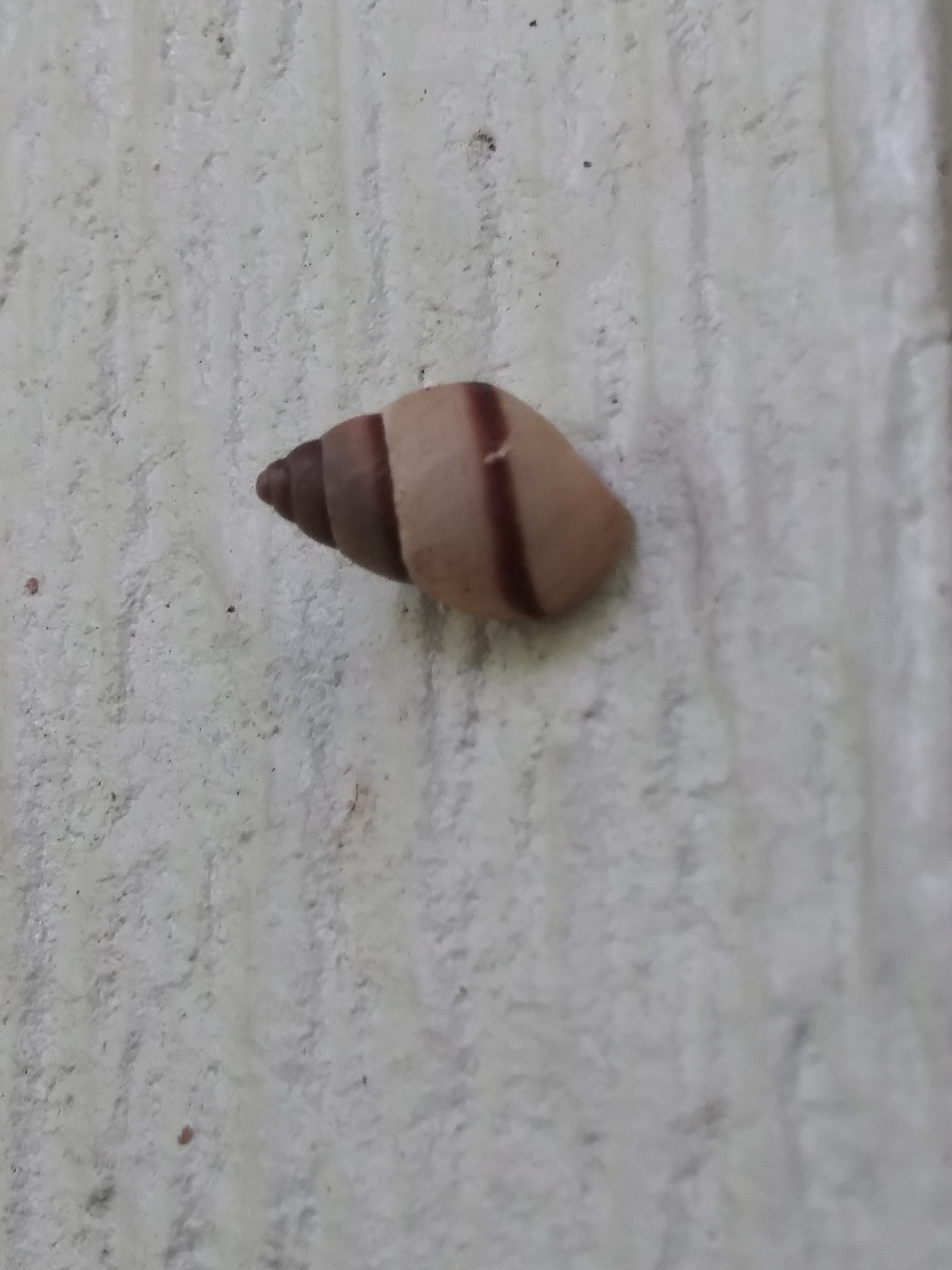 Bulimulus guadalupensis (Bruguière, 1789)