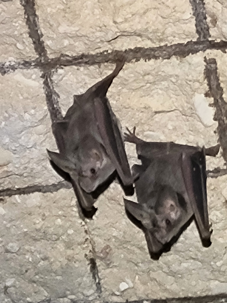 Waterhouse's Leaf-nosed Bat from Mencía, Banano 84000, Dominican ...