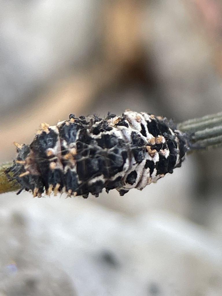 Orcus australasiae from Churchill Island, Churchill Island, VIC, AU on ...