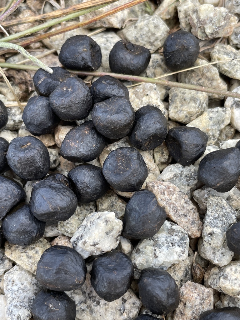 Vertebrates from Churchill Island, Churchill Island, VIC, AU on March ...