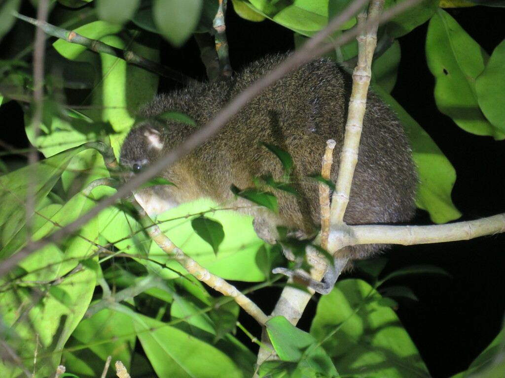 Hispaniolan Hutia in February 2023 by gavin_miller · iNaturalist