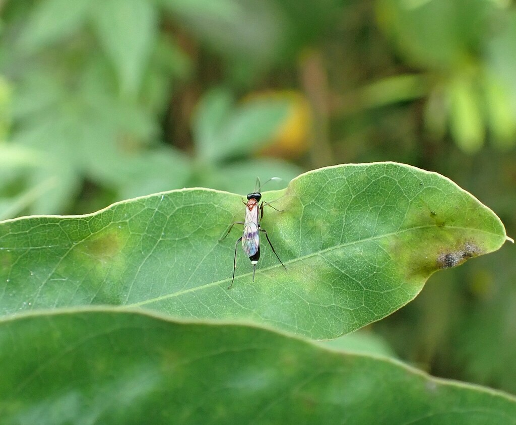 Ichneumonid Wasps from Bundibugyo, Uganda on February 10, 2023 at 09:01 ...