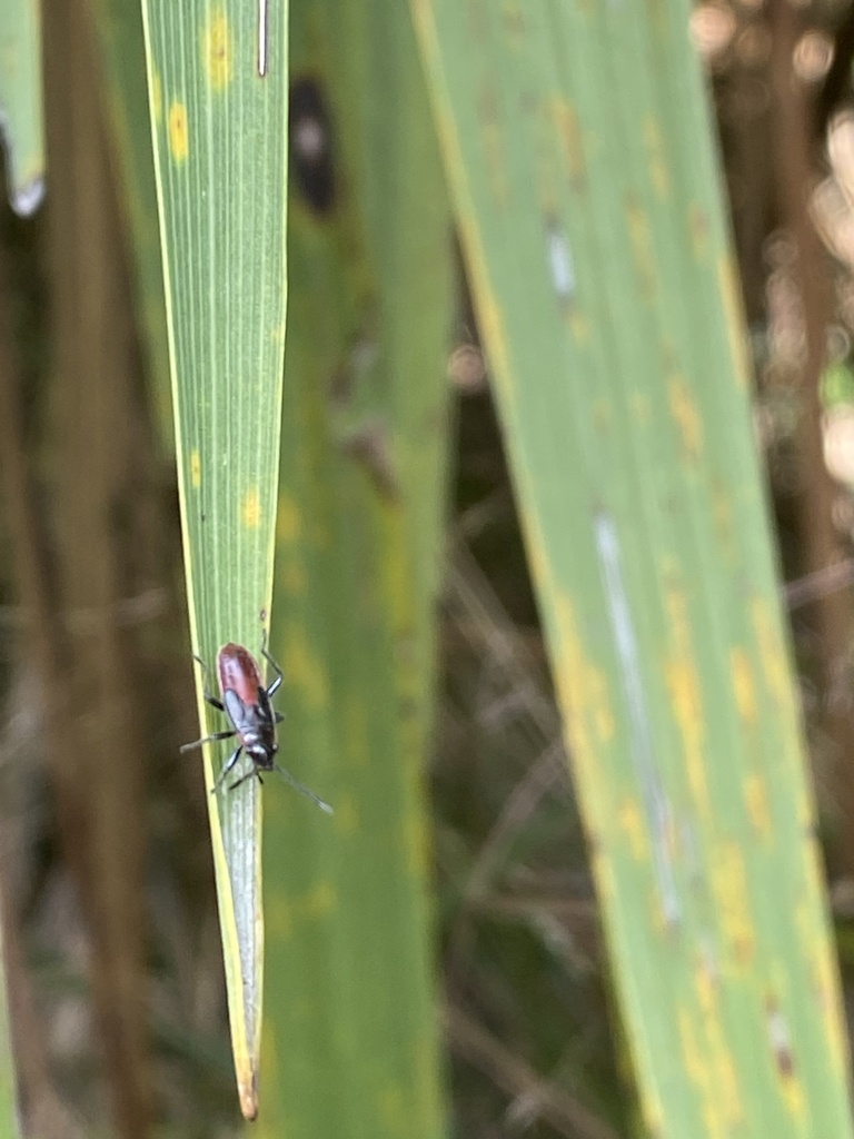 Swan plant seed bug from Woodhaugh Gardens, Dunedin, Otago, NZ on March ...