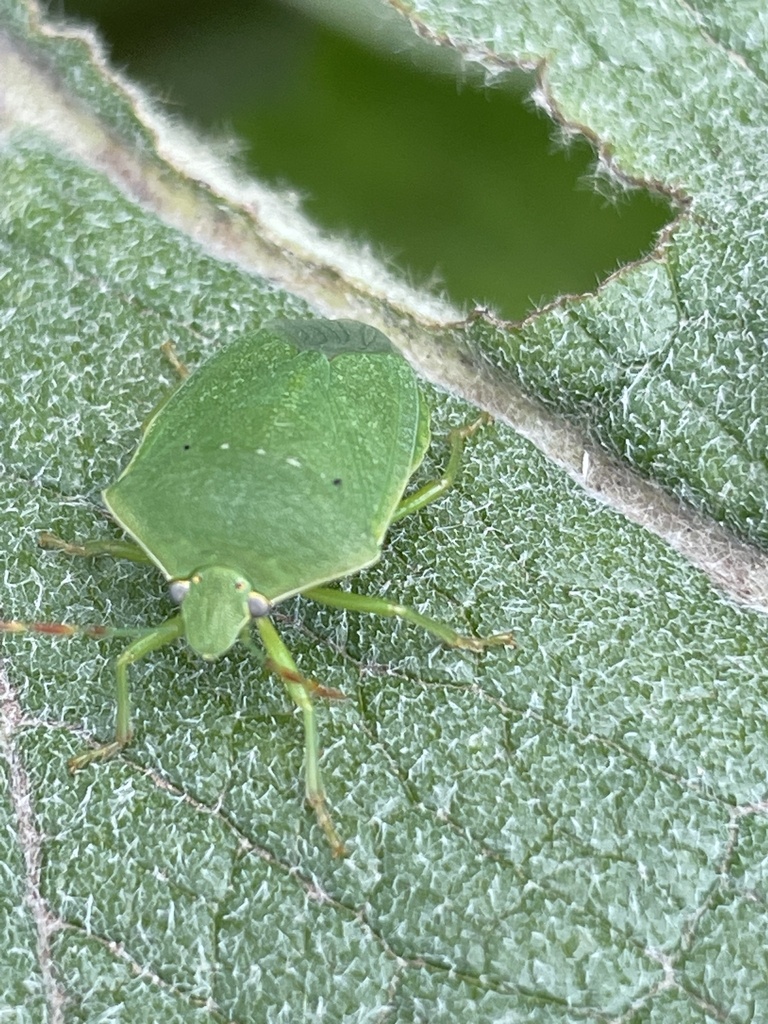 Southern Green Stink Bug from Churchill Island, Churchill Island, VIC ...
