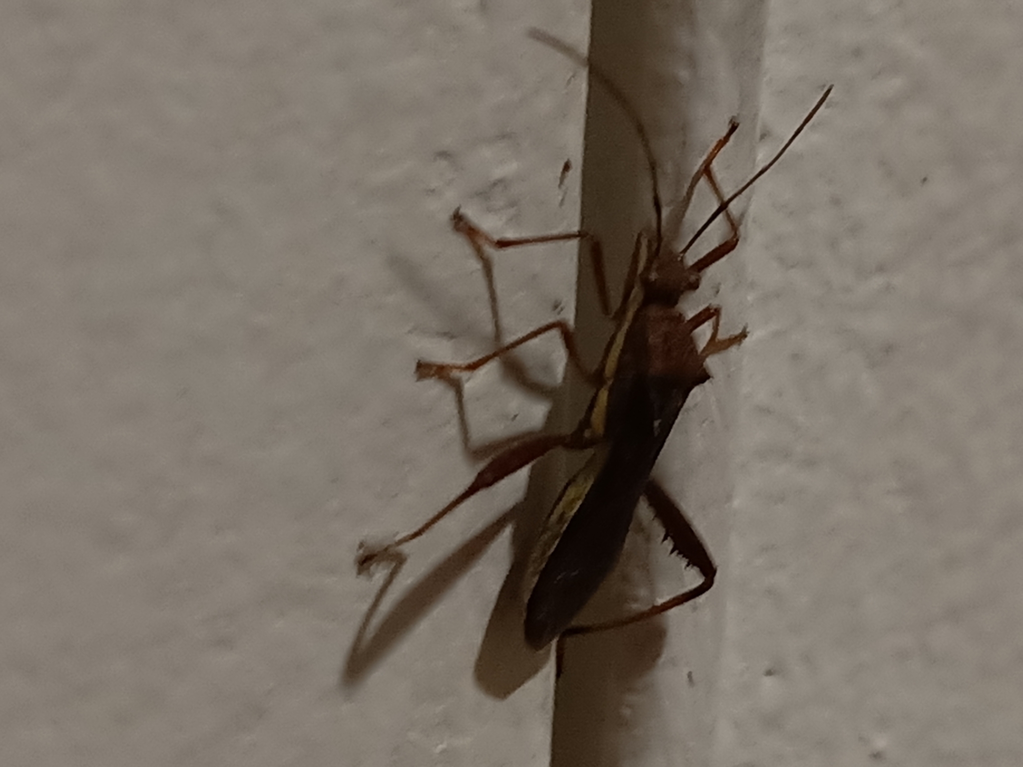 Riptortus linearis (Fabricius, 1775)