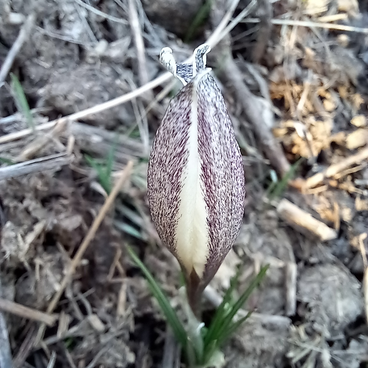 Crocus alatavicus Regel & Semen.
