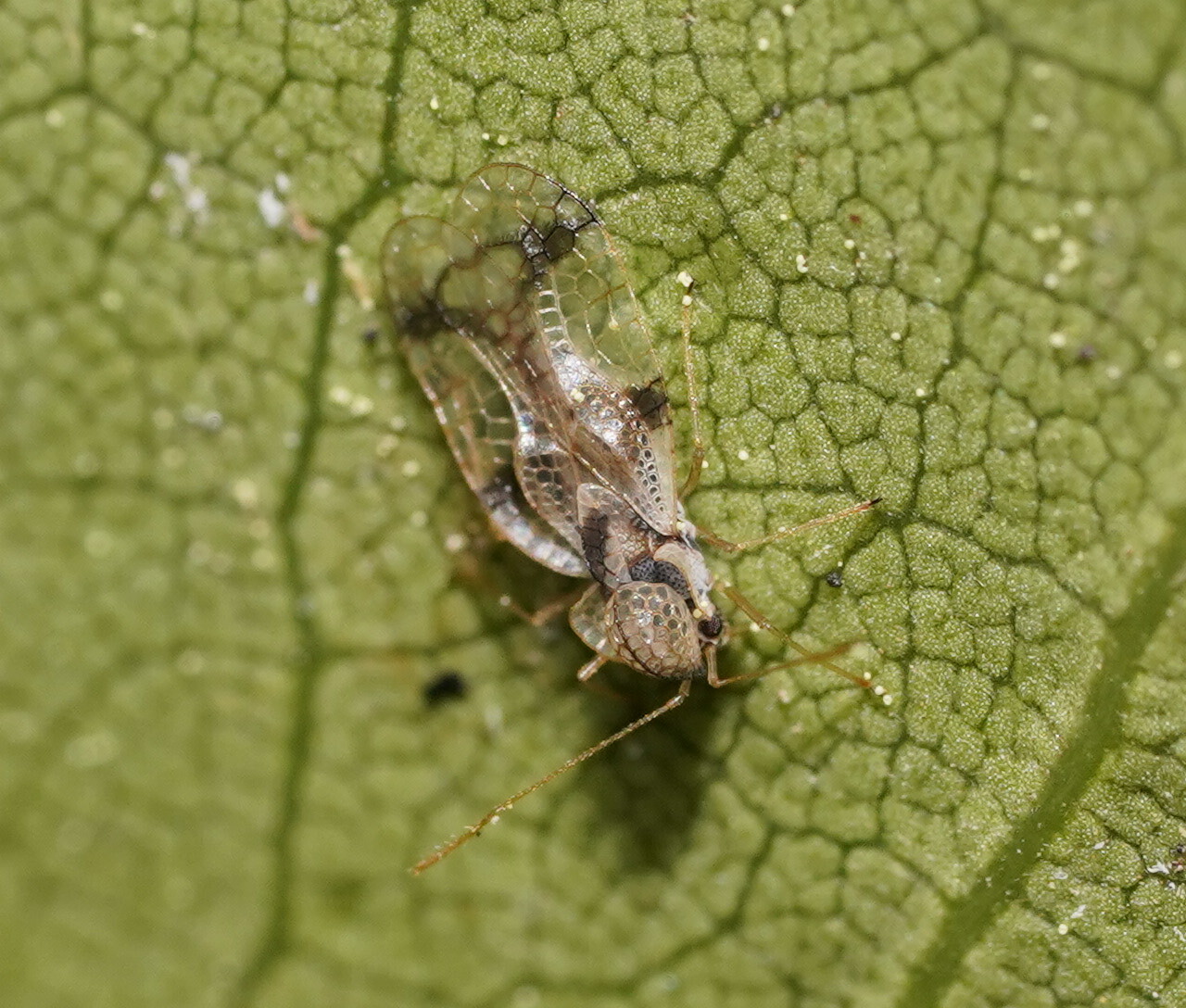 Stephanitis pyrioides (Scott, 1874)