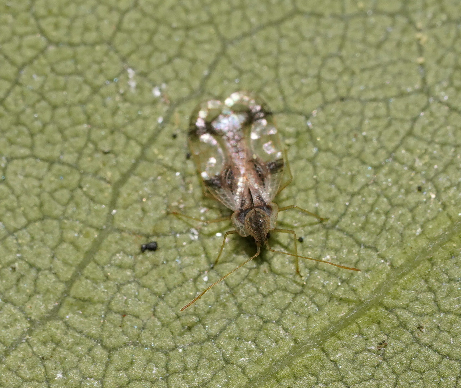 Stephanitis pyrioides (Scott, 1874)