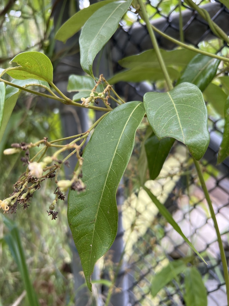 dogbane family from Toovey St, Caboolture East, QLD, AU on March 08 ...