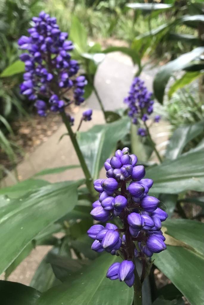 Blue ginger from Kent St, Toowong, QLD, AU on January 18, 2022 at 06:05 ...