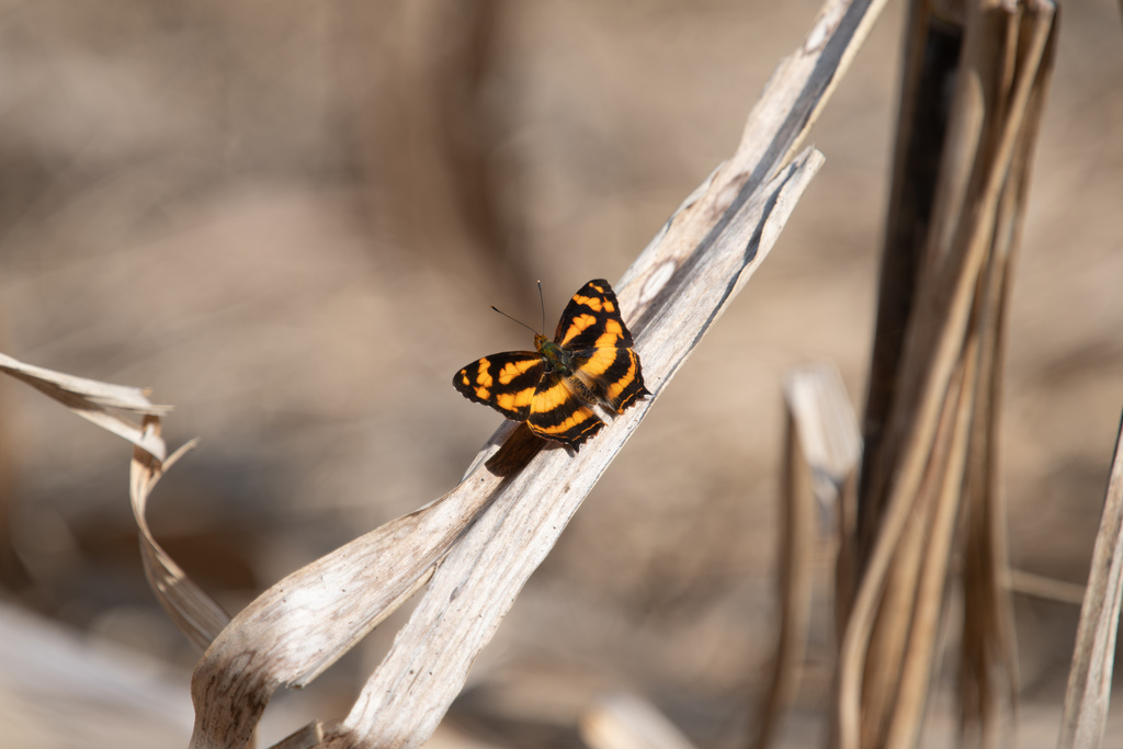 Common Jester from 中国广西壮族自治区崇左市龙州县弄岗国家级自然保护区 on January 6, 2023 at 10: ...