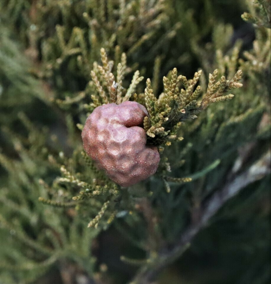 juniper-apple rust from Belleville, ON, Canada on March 07, 2023 at 06: ...