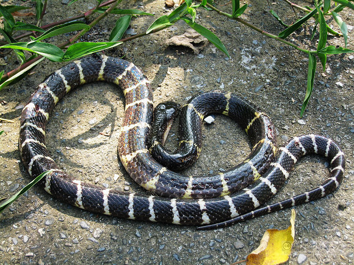 Many-banded Krait (Bungarus multicinctus) - Snakes and Lizards