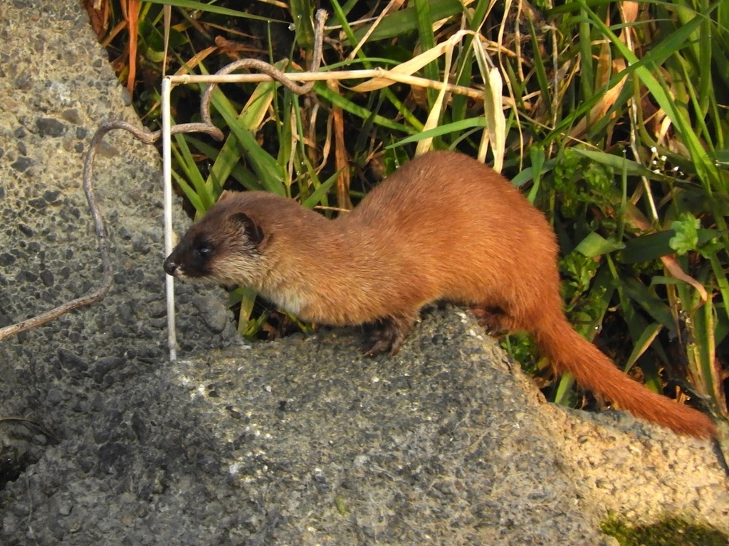 Japanese Weasel in March 2023 by kaeru3 · iNaturalist