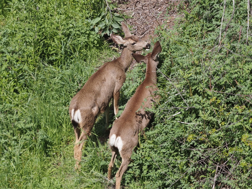 Mule Deer from Sierra Madre, CA 91024, USA on March 07, 2023 at 11:23 ...