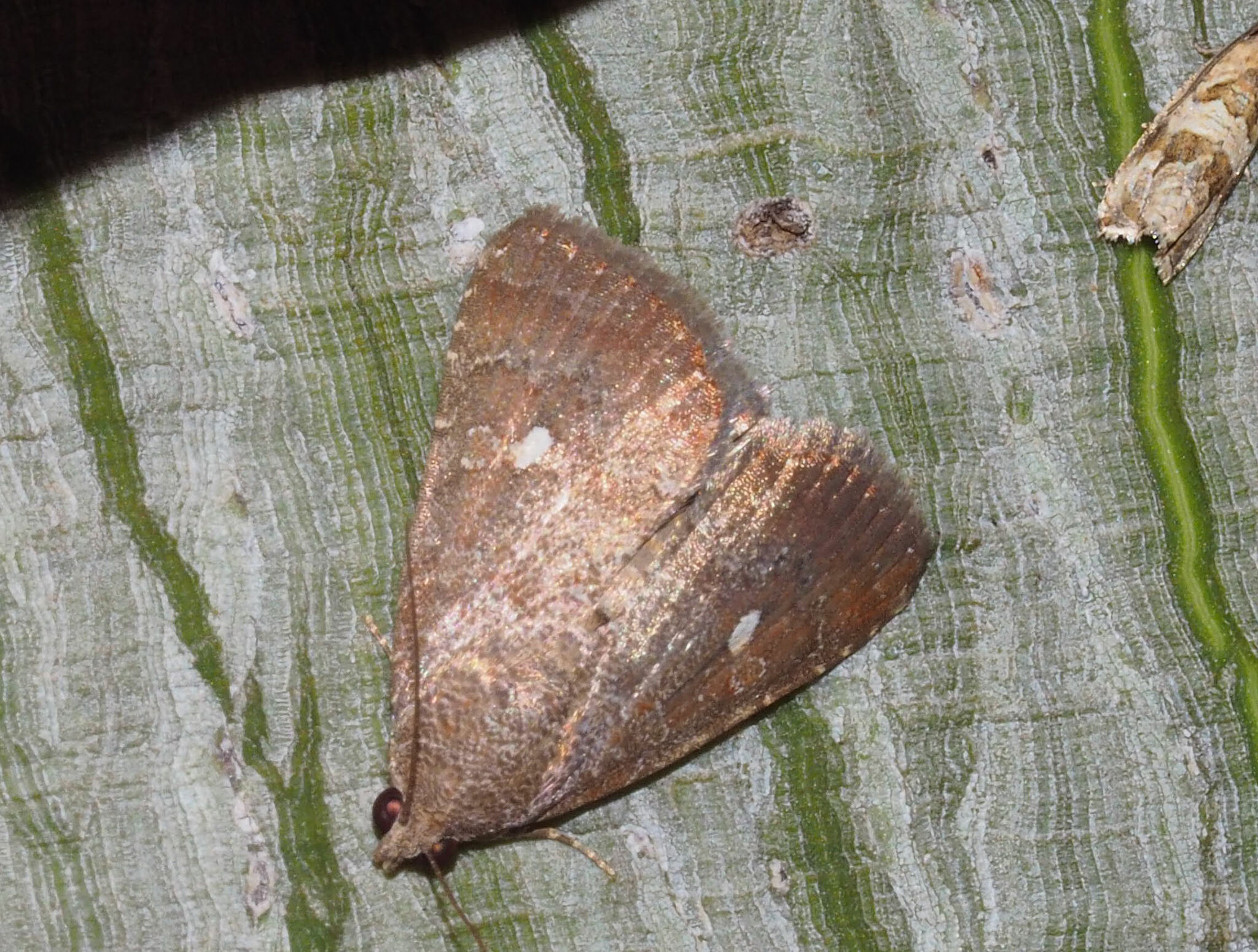 Amyna axis Guenée, 1852