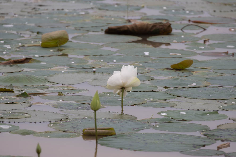 Nelumbo nucifera Gaertn.