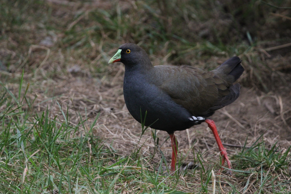 Black-tailed Native-hen from Murchison, New Zealand on March 07, 2023 ...