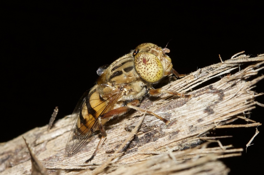 Native Drone Fly from Woods Bushland Reserve, Tuerong VIC 3915 ...