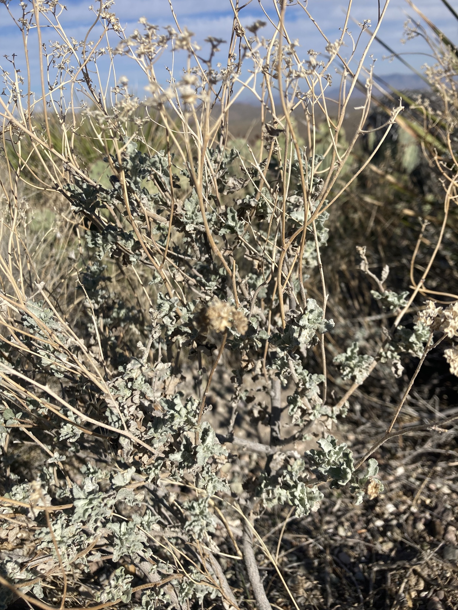 Parthenium incanum Kunth