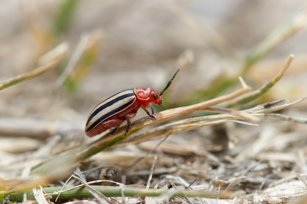 Striped Willow Leaf Beetle from Monte Albán, Monte Albán, Oax., Mexiko ...