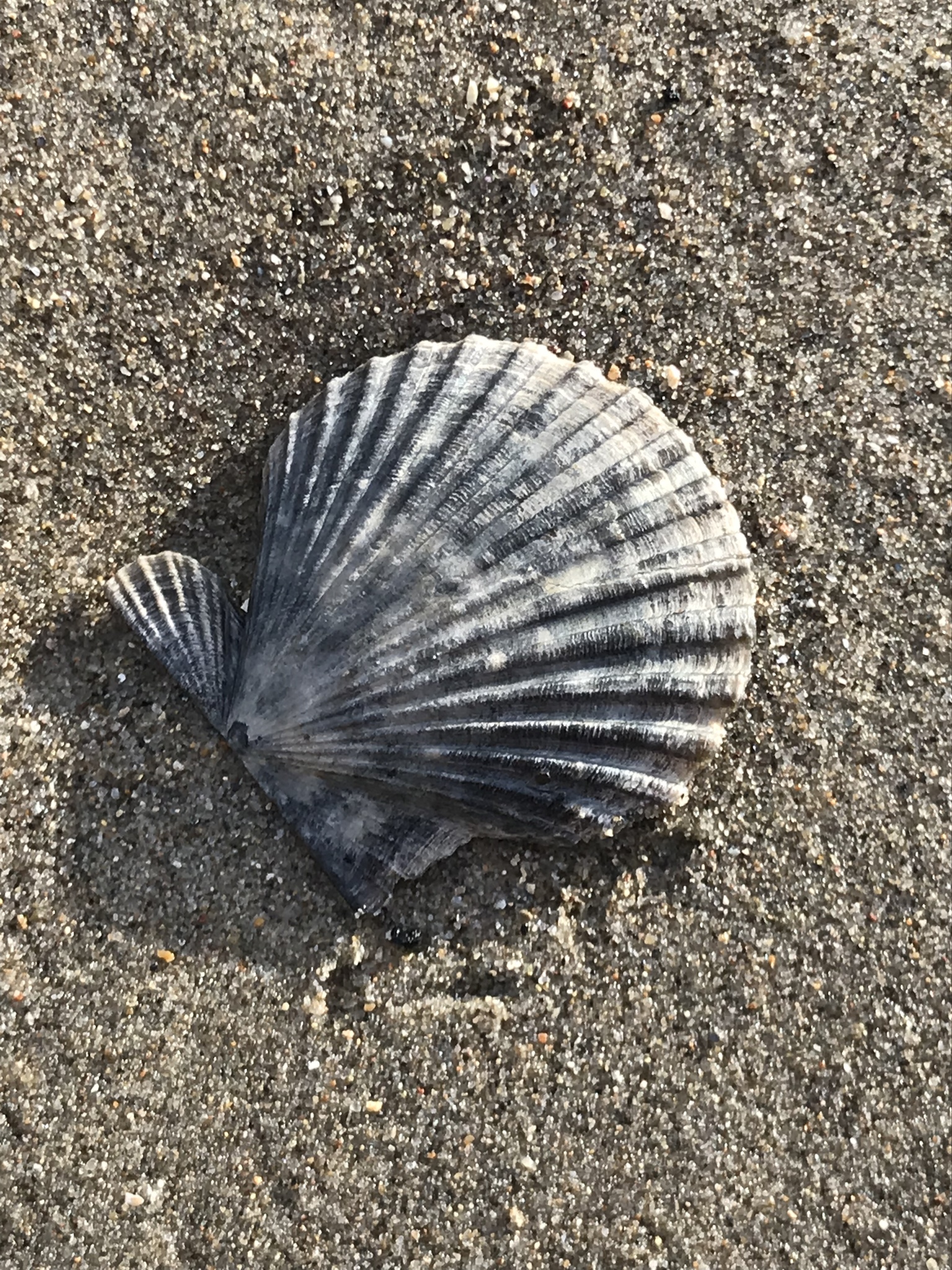 Leptopecten latiauratus (Conrad, 1837)