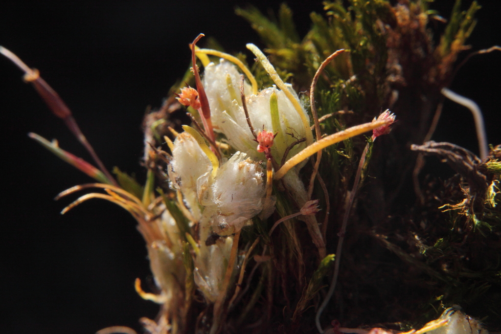 Myriocephalus pygmaea from Elachbutting WA 6479, Australia on September ...