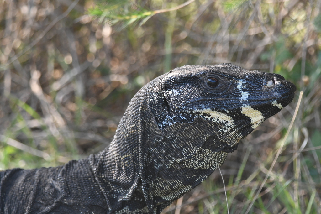 Lace Monitor from Gipsy Point VIC 3891, Australia on March 05, 2023 at ...