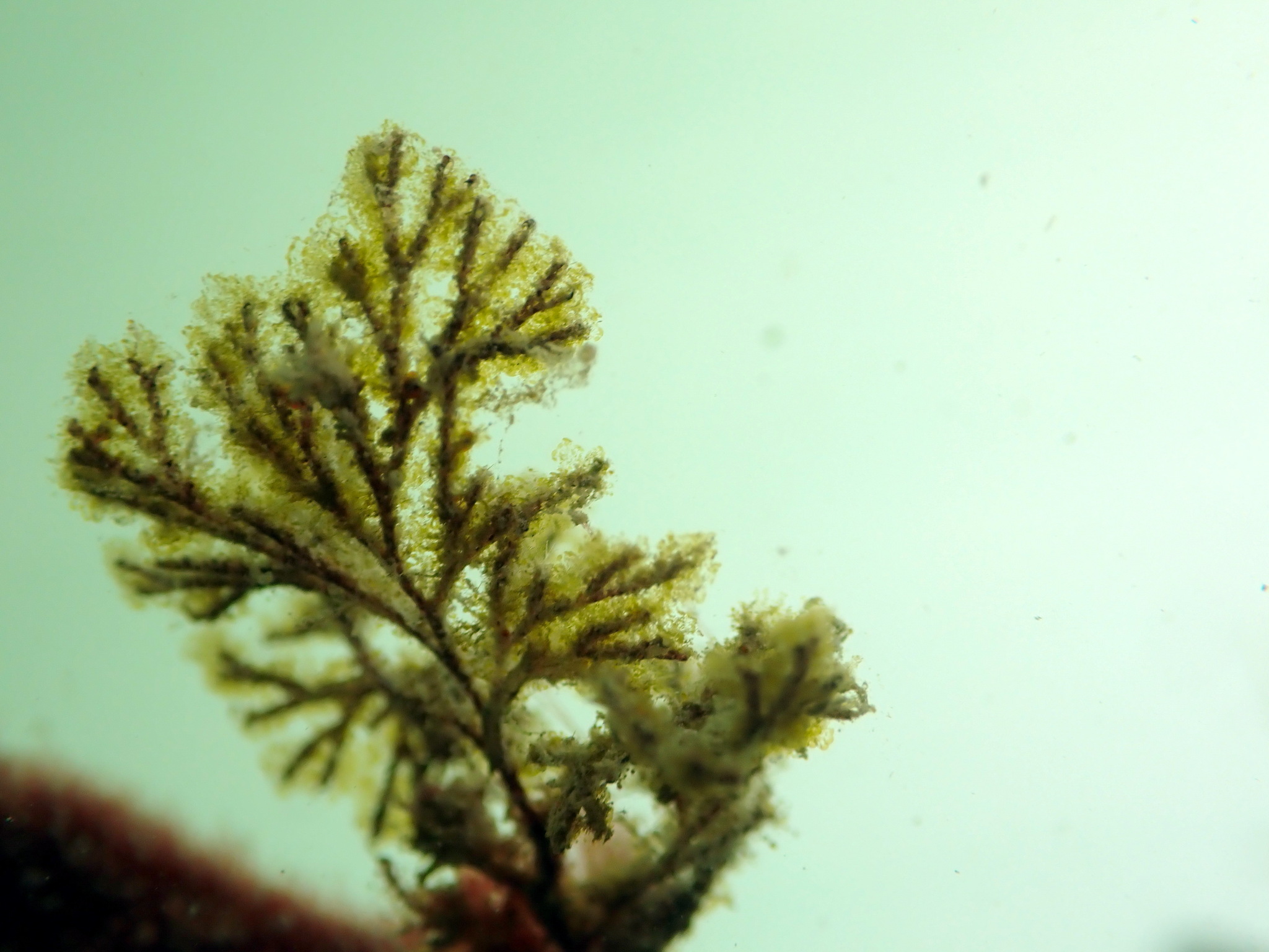 Bugula neritina (Linnaeus, 1758)