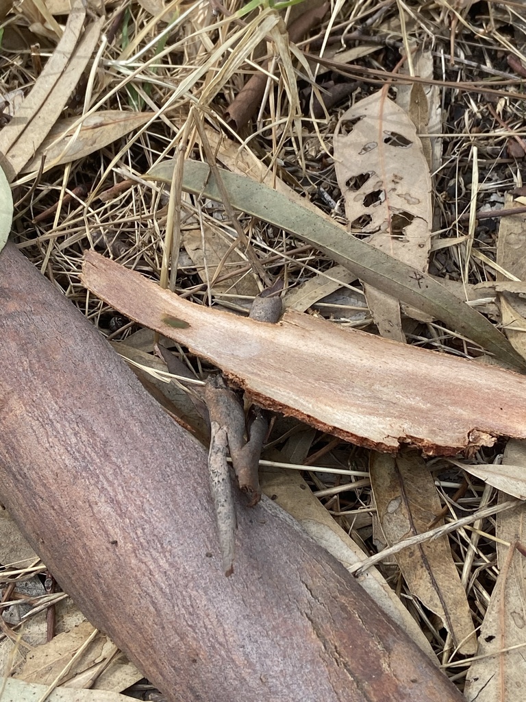Common Gumleaf Grasshopper from Royal Park, 斯帕克维尔, VIC, AU on March 8 ...