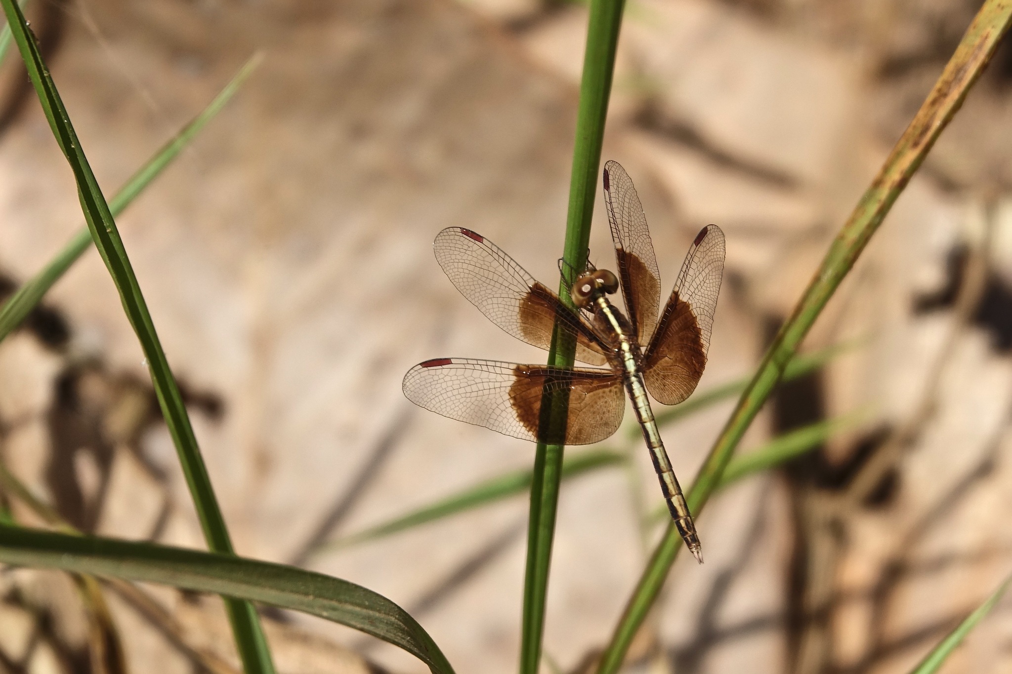 Neurothemis tullia Drury, 1773