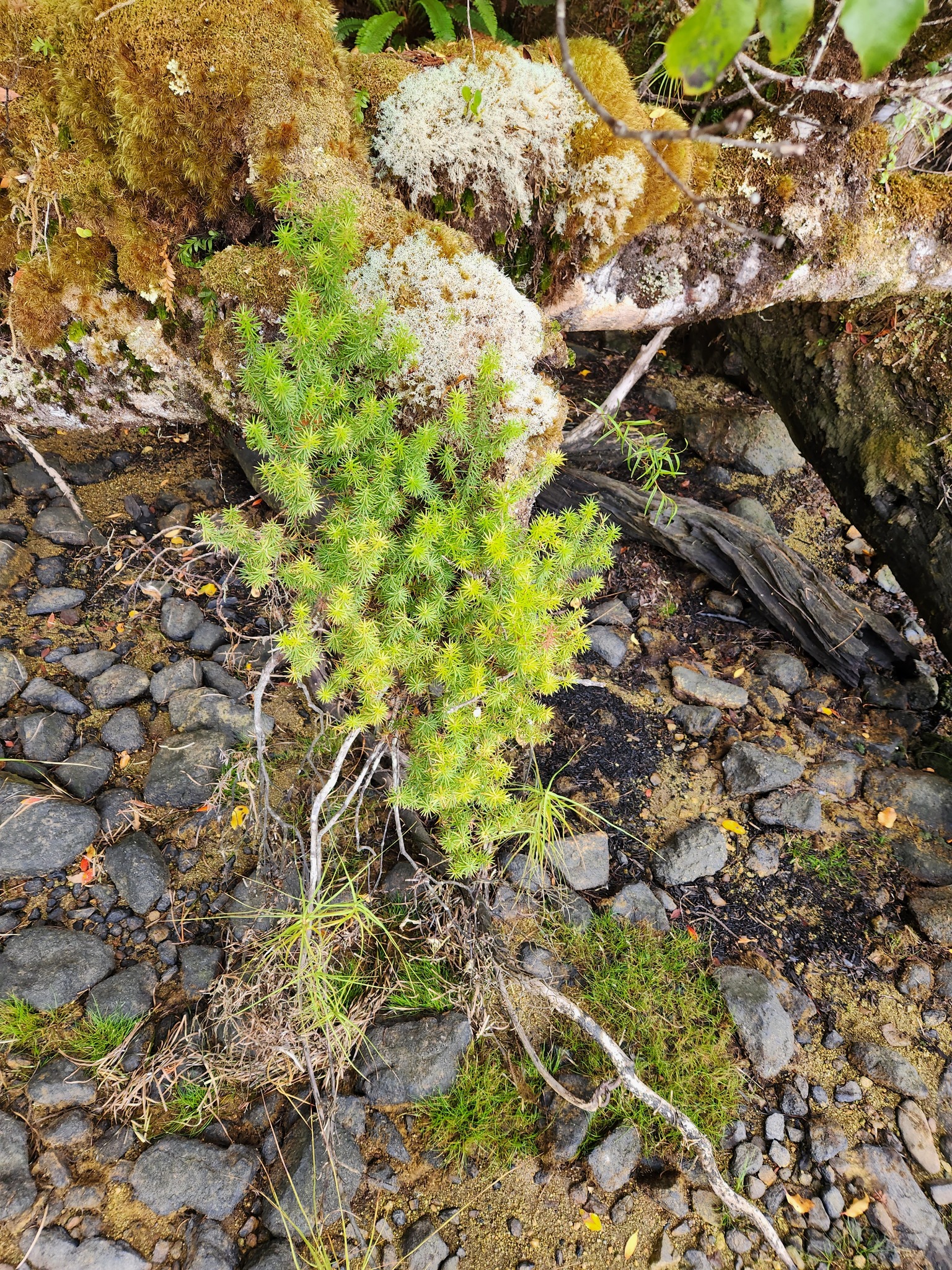 Leptecophylla juniperina (J.R.Forst. & G.Forst.) C.M.Weiller
