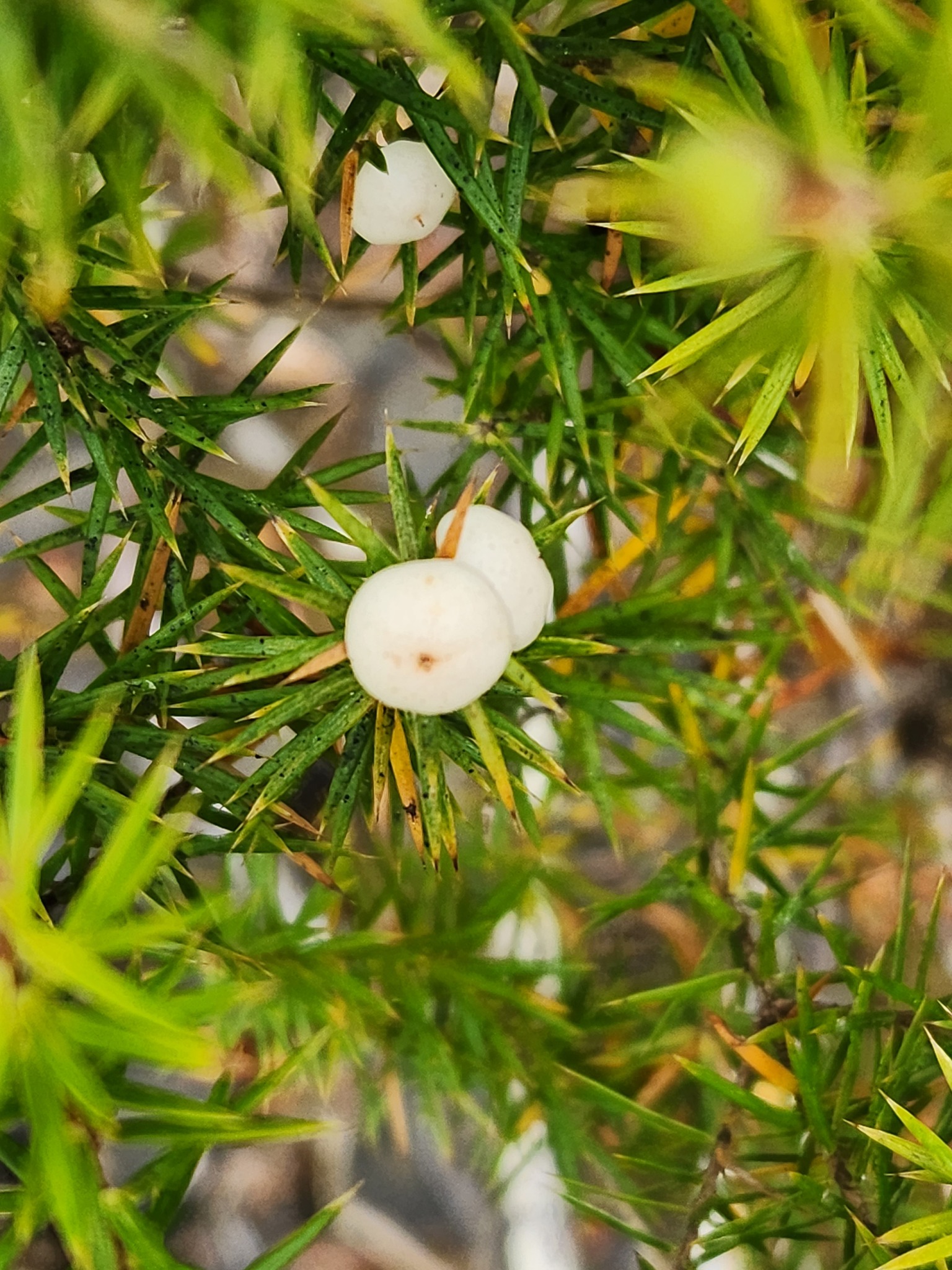 Leptecophylla juniperina (J.R.Forst. & G.Forst.) C.M.Weiller