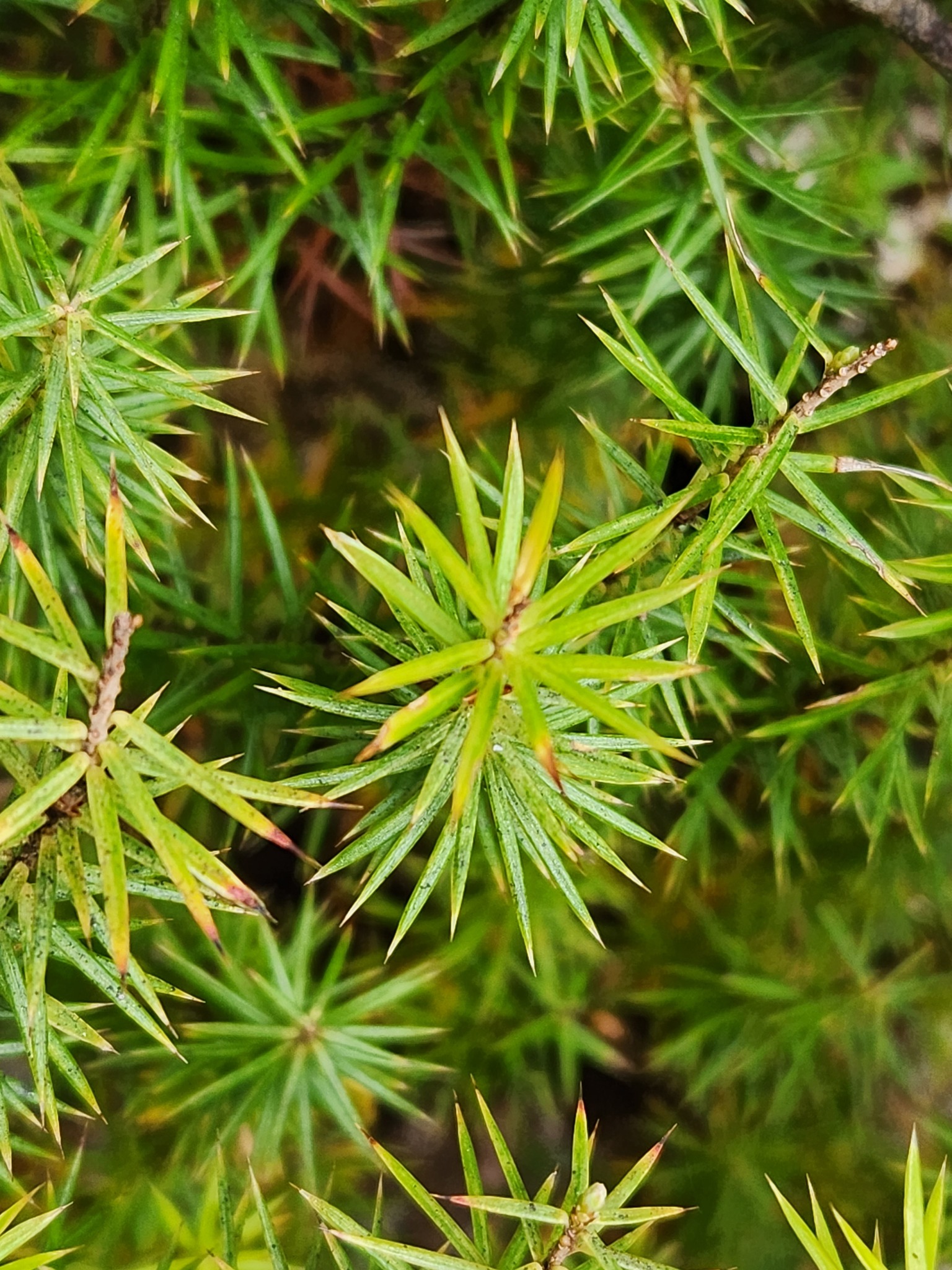 Leptecophylla juniperina (J.R.Forst. & G.Forst.) C.M.Weiller