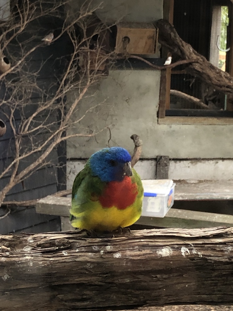 Scarlet-chested Parrot from Mount Eliza Secondary College, Mount Eliza ...