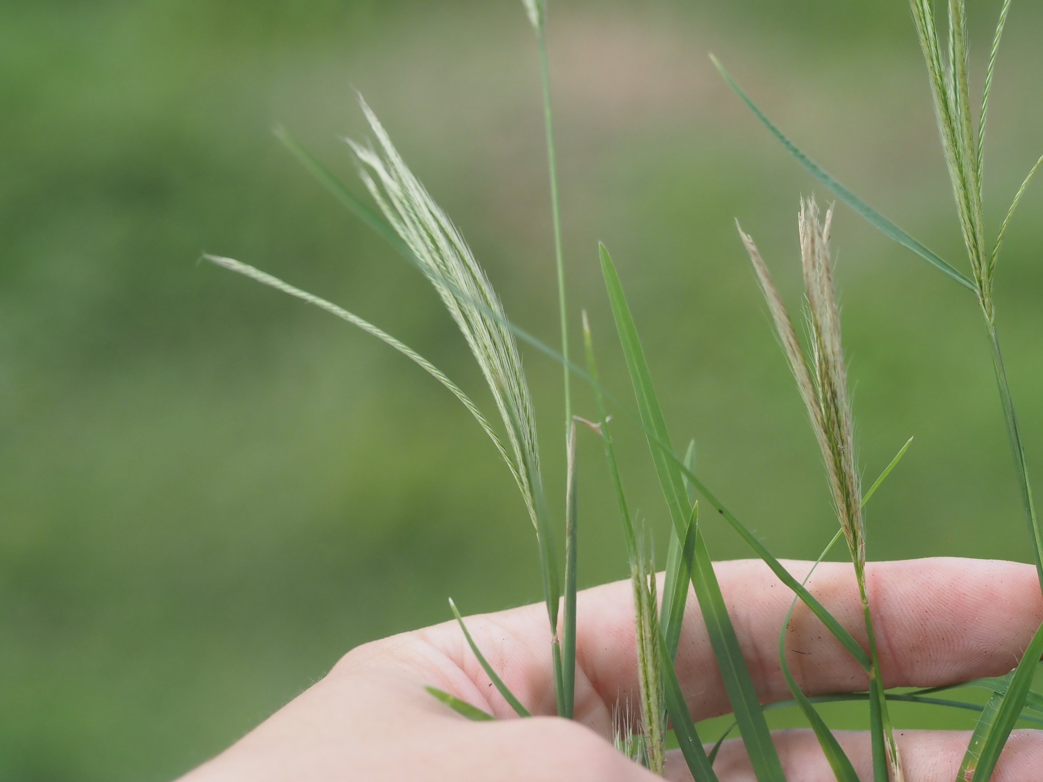 Chloris radiata (L.) Sw.