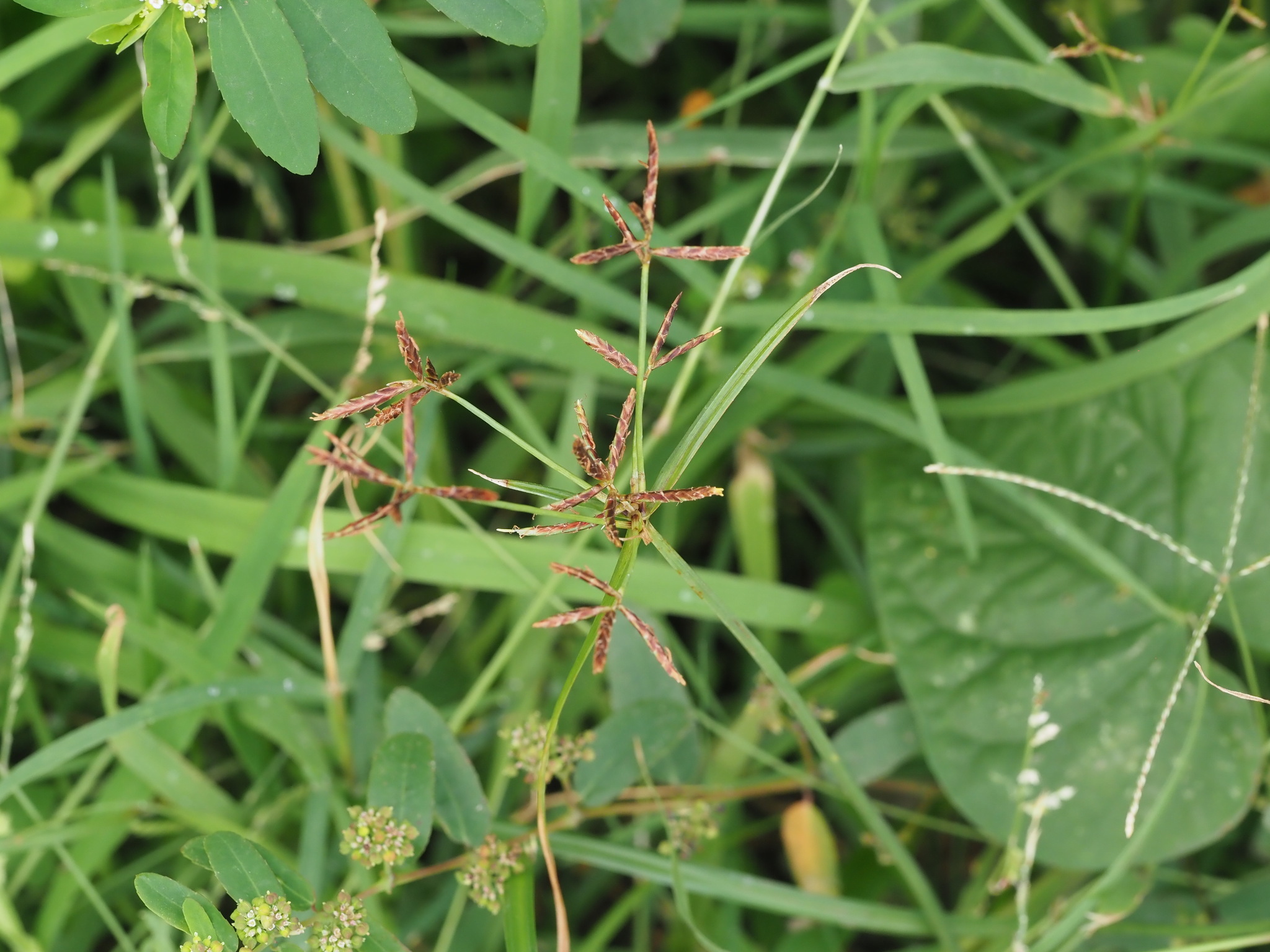 Cyperus rotundus L.