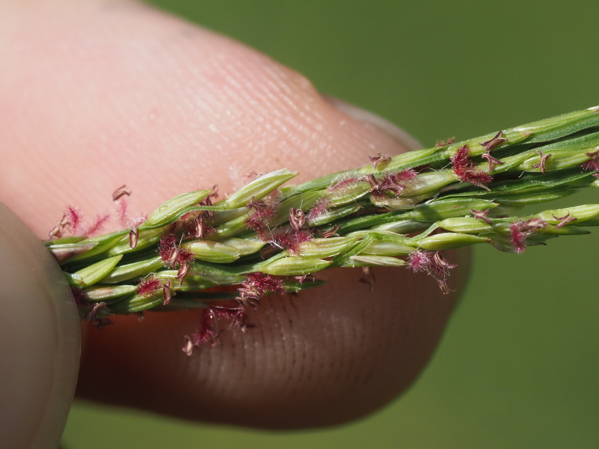 Digitaria setigera Roth
