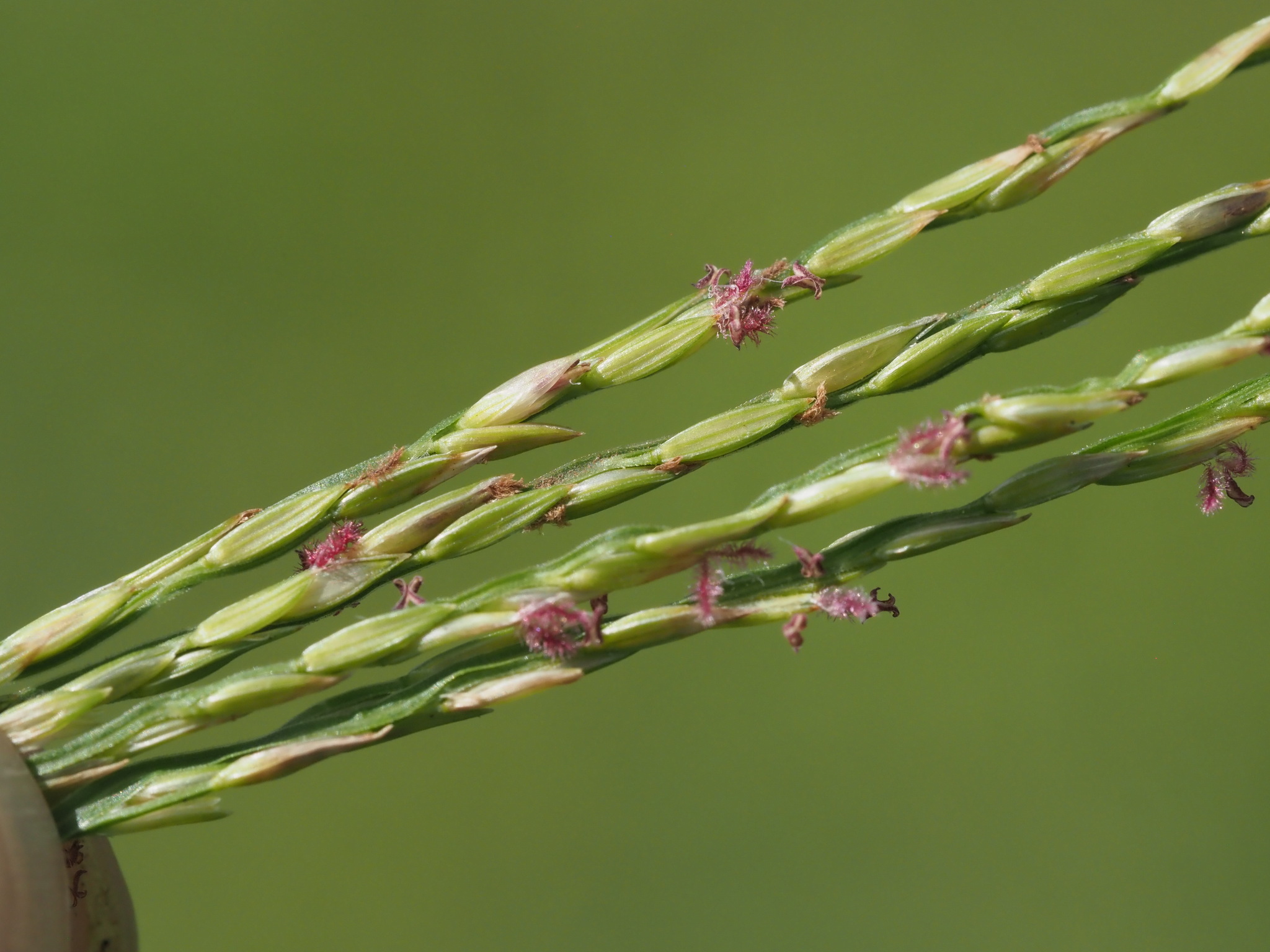 Digitaria setigera Roth