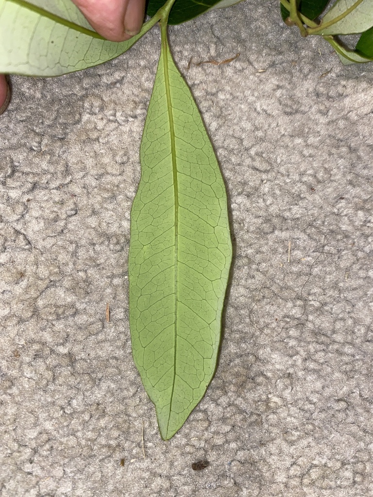 Guioa from Upper Orara, NSW, AU on March 8, 2023 at 07:13 PM by Brett ...