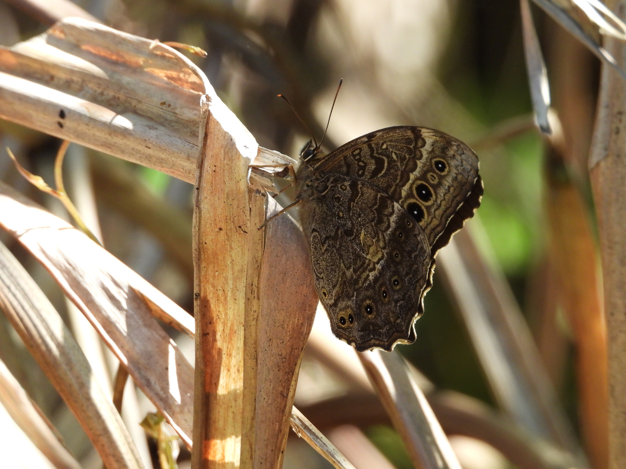 Neope muirheadii (Felder, 1862)