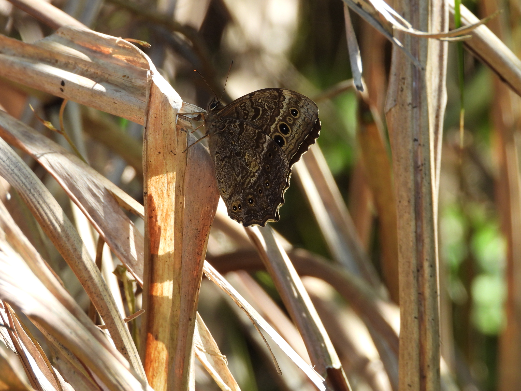 Neope muirheadii (Felder, 1862)