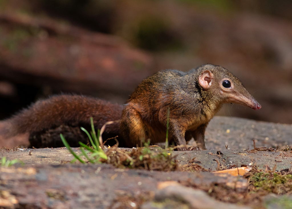 Large Treeshrew from Mount Trusmadi, Sabah, Malaysia on March 01, 2023 ...