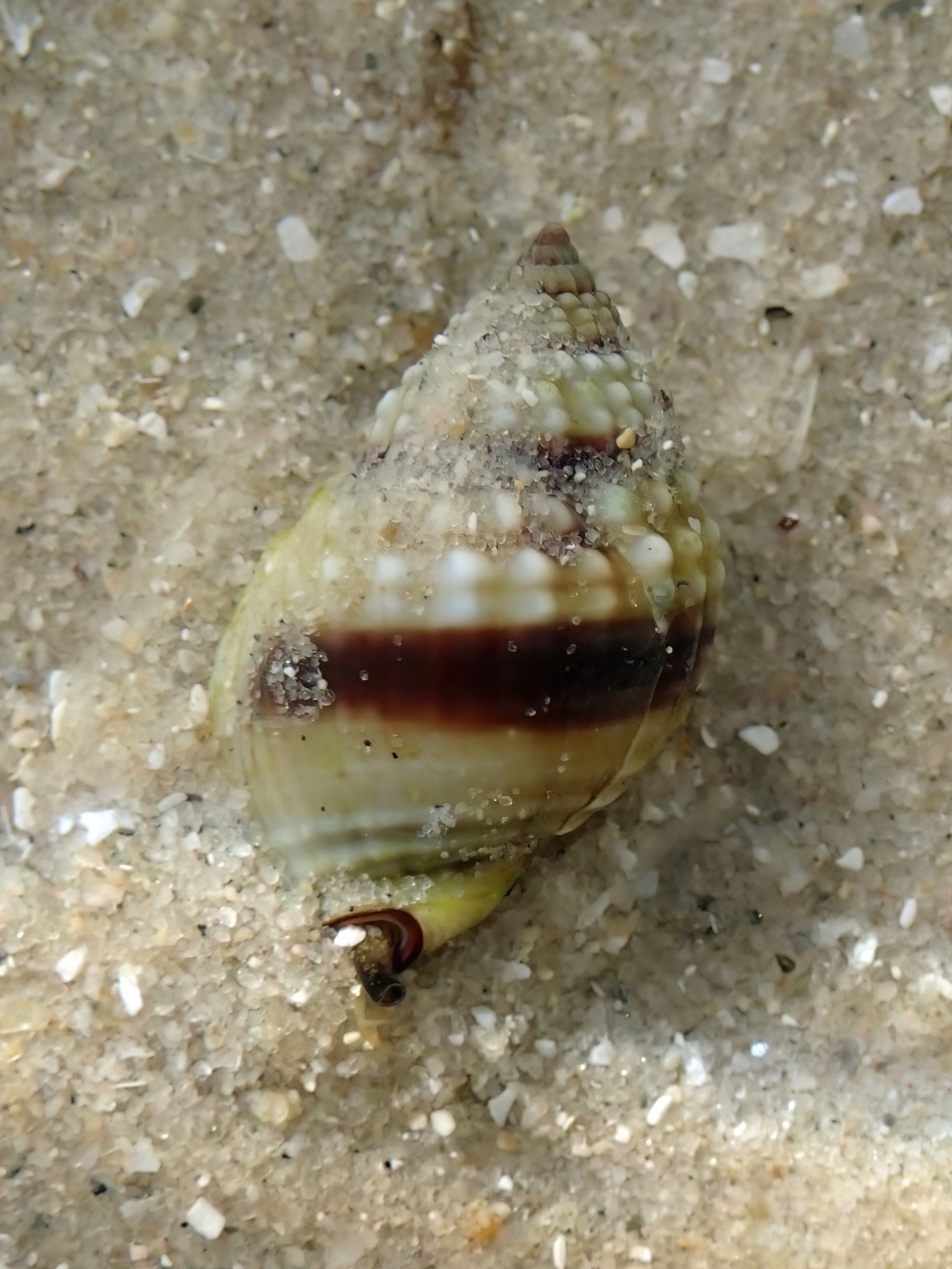Nassarius pauperatus (Lamarck, 1822)